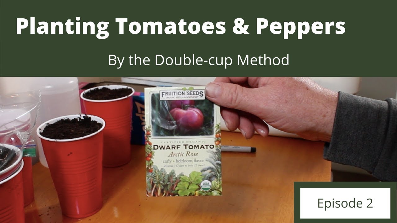 Planting Tomatoes & Peppers by the Double-Cup Method - YouTube