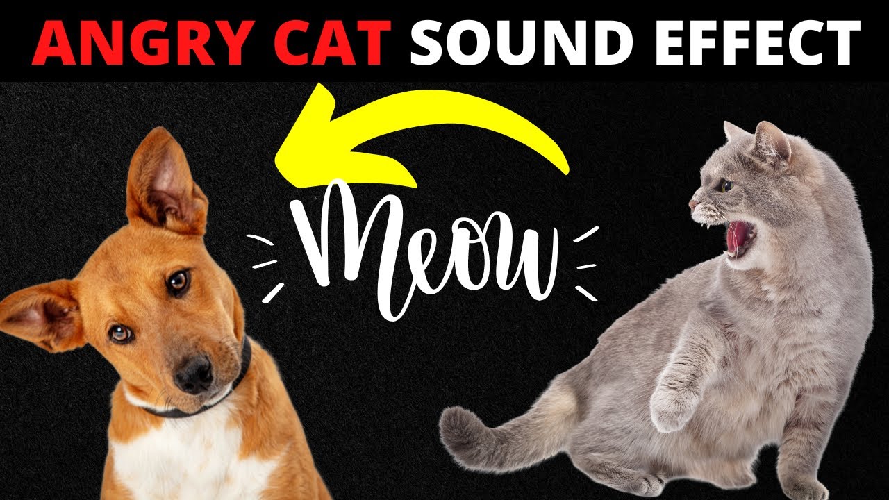 ANGRY CAT SOUND EFFECT - YouTube