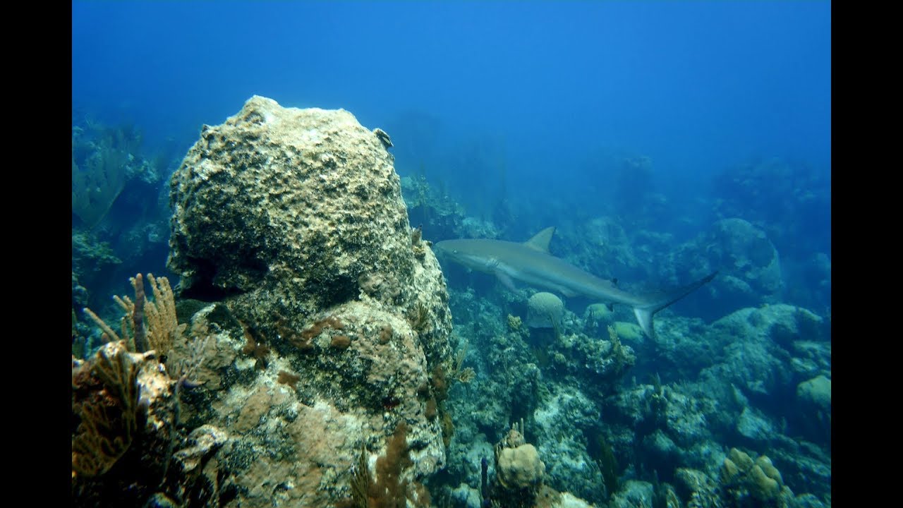Snorkel/Snuba With Sharks!! Bahamas July 2017 - YouTube