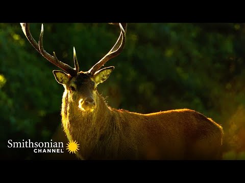 Red Deer Stags Clash Violently for the Right to Mate 🦌 | Smithsonian Channel