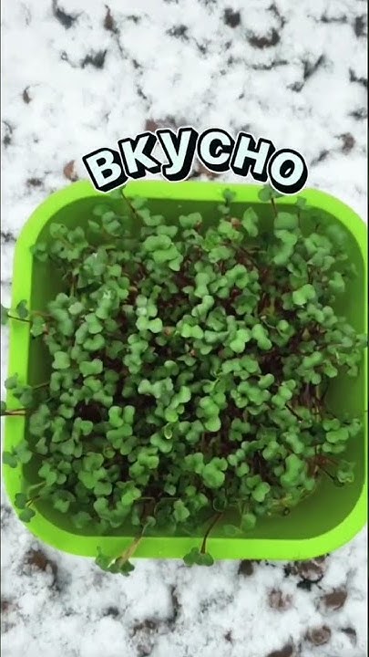 Добавь яркие краски в серые будни 🌱 Микрозелень подарит настроение