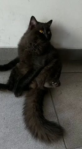 sleepy Puma cat - YouTube