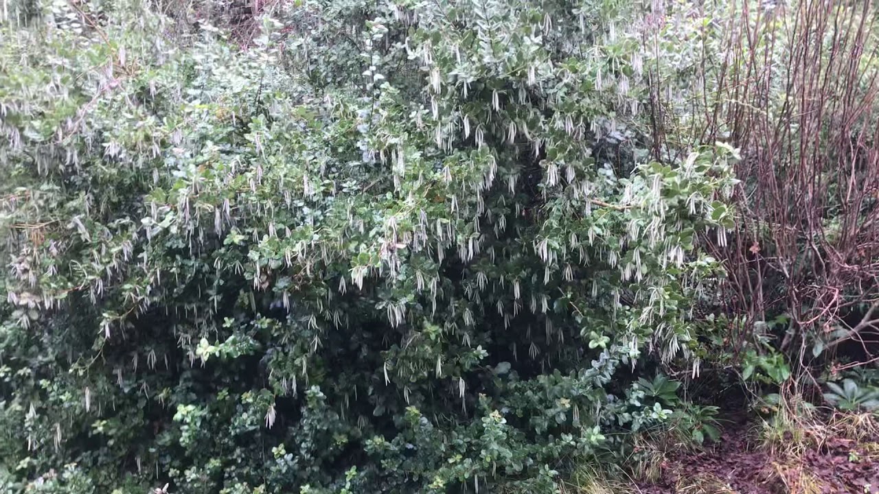 Silk tassel bush is a must have for the west coast. - YouTube