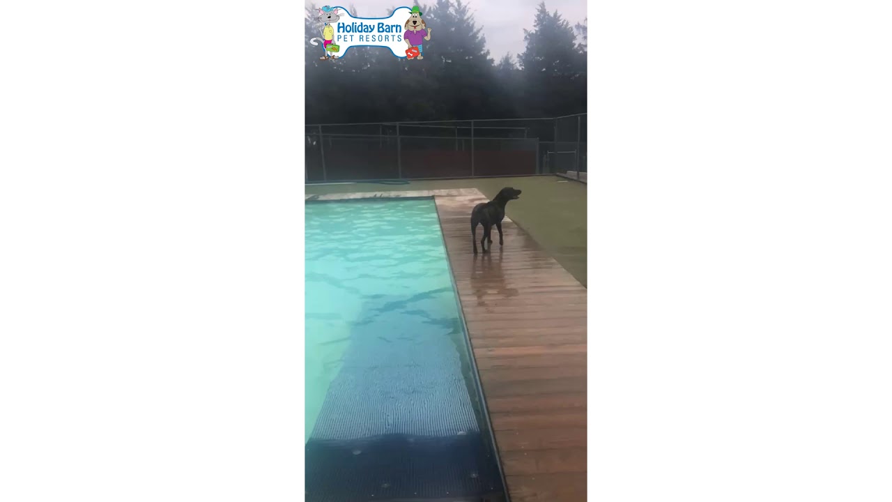 Pool fun with Dixie, Parker & Maizy! - YouTube