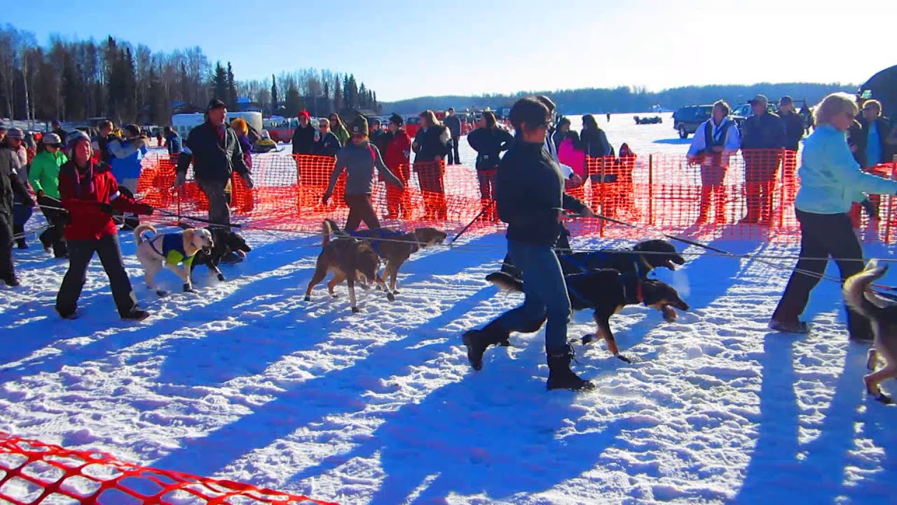 Sled Dogs Approaching The Starting Line - YouTube