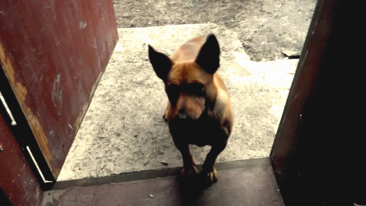 dog vs mouse - YouTube