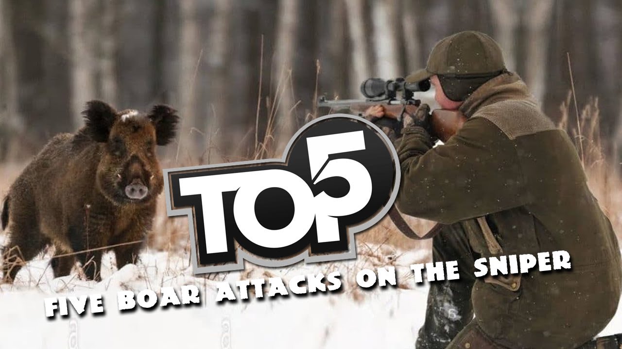 Five Boar Attacks on the Sniper - YouTube