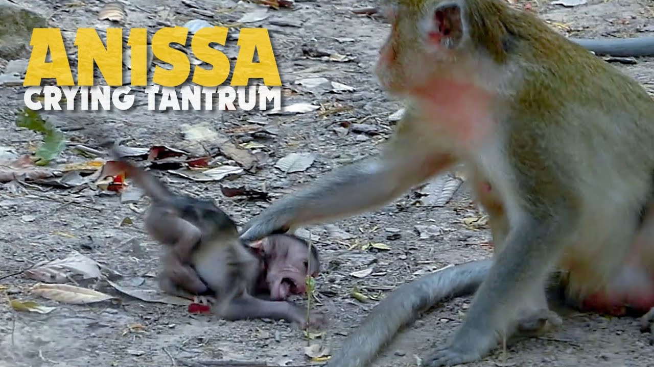 Million Pity Baby Monkey Anissa Crying Tantrum Angry Mum Anna Not ...