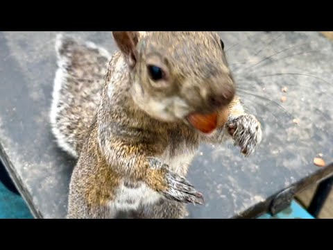 Good natured squirrels - YouTube