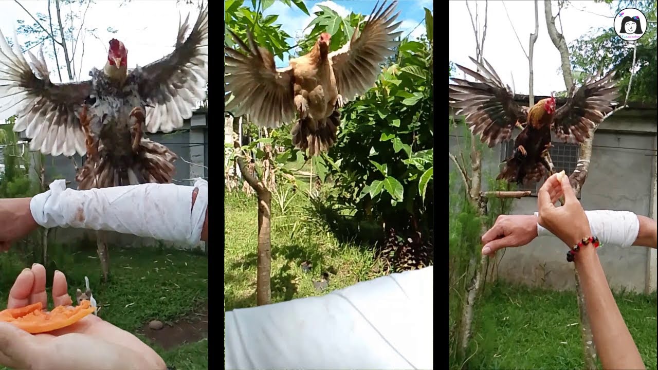 How chickens flap their wings - YouTube