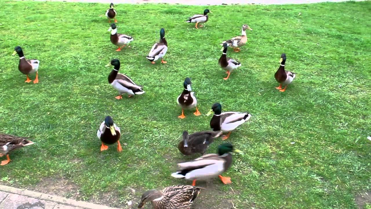 Ducks from Holland HD - YouTube