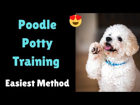 How To Properly Potty Train A Miniature Poodle Puppy