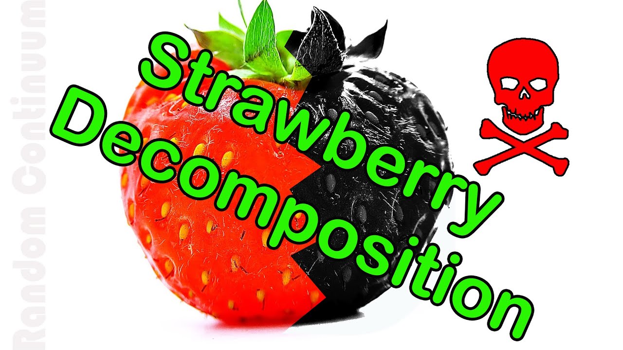 Strawberry Decomposition Time Lapse - YouTube