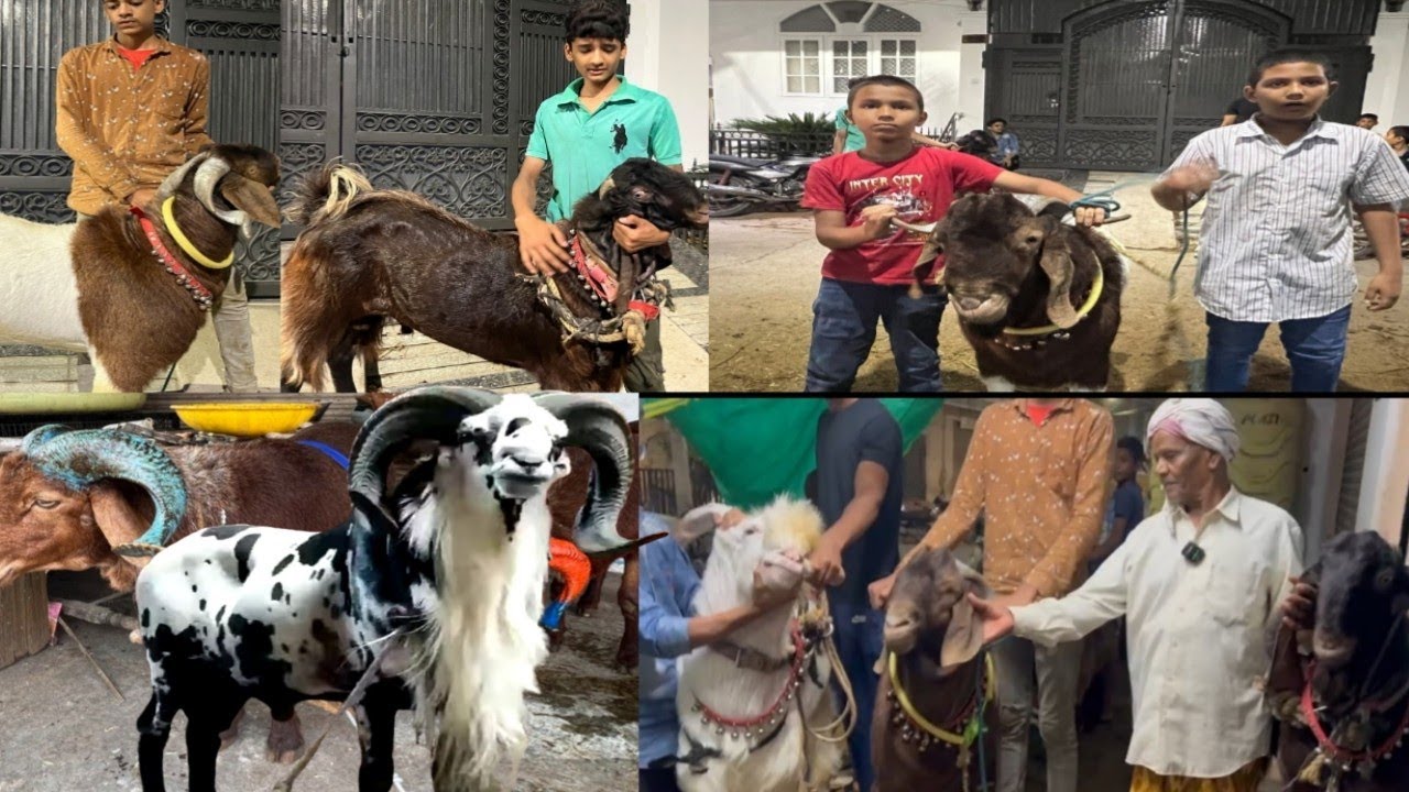 🔴Sher Jaisa Bakra Kata Qurbani 2023 Largest breed of Goat from India ...