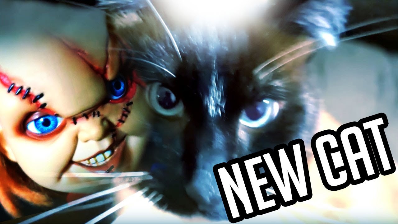 Bride of Chucky Gets New Pet Cat!! - YouTube