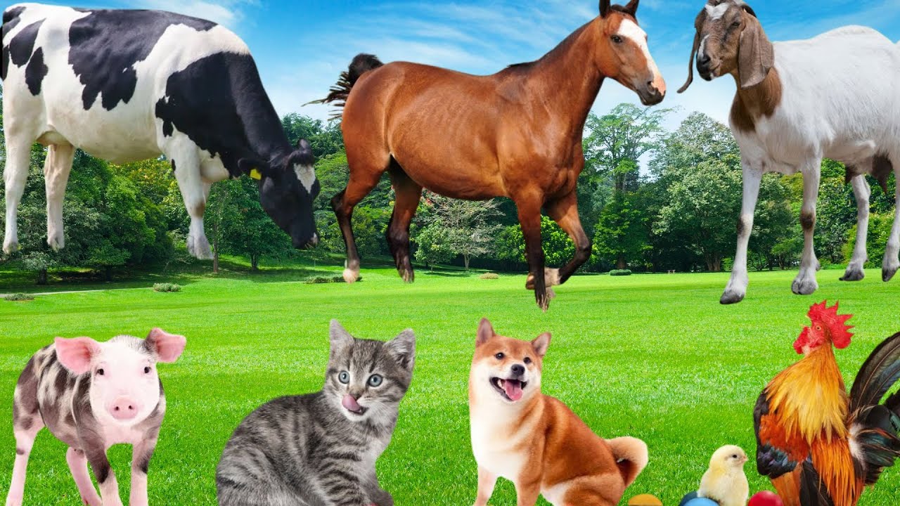 Relaxing Farm Animal Sounds: Cow, Horse, Goat, Pig, Dog, Cat, Chicken ...