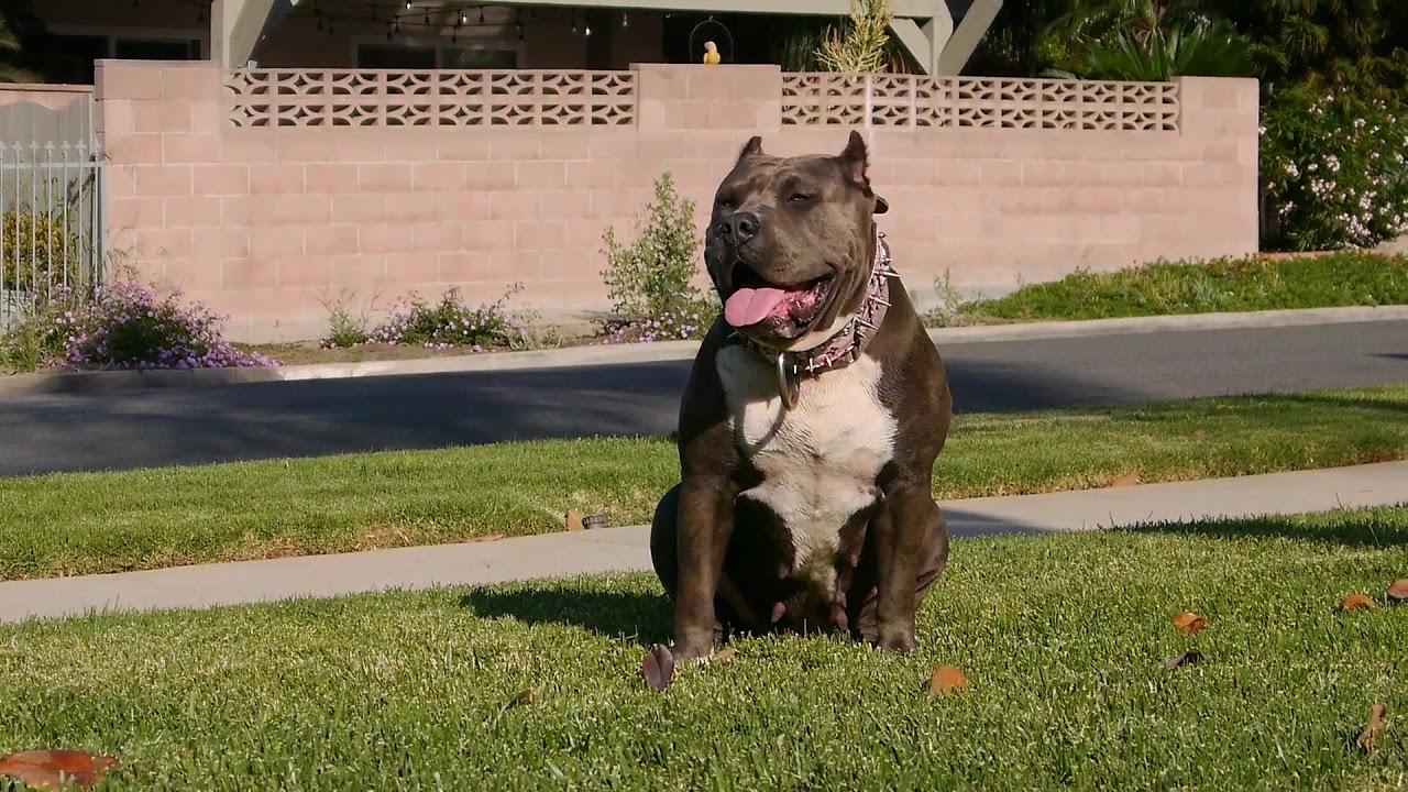 XL bully female showing off her physique and obedience. - YouTube