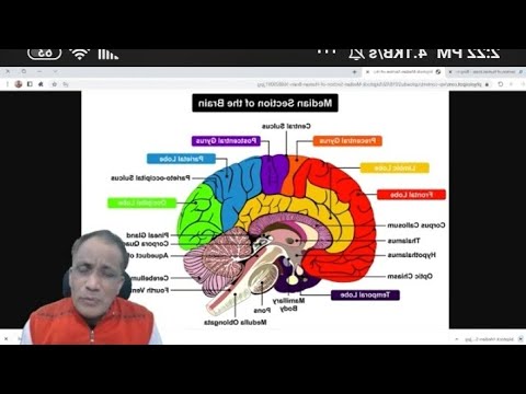 HUMAN BRAIN , FUNCTION OF EACH PART CLASS 10TH SCIENCE - YouTube