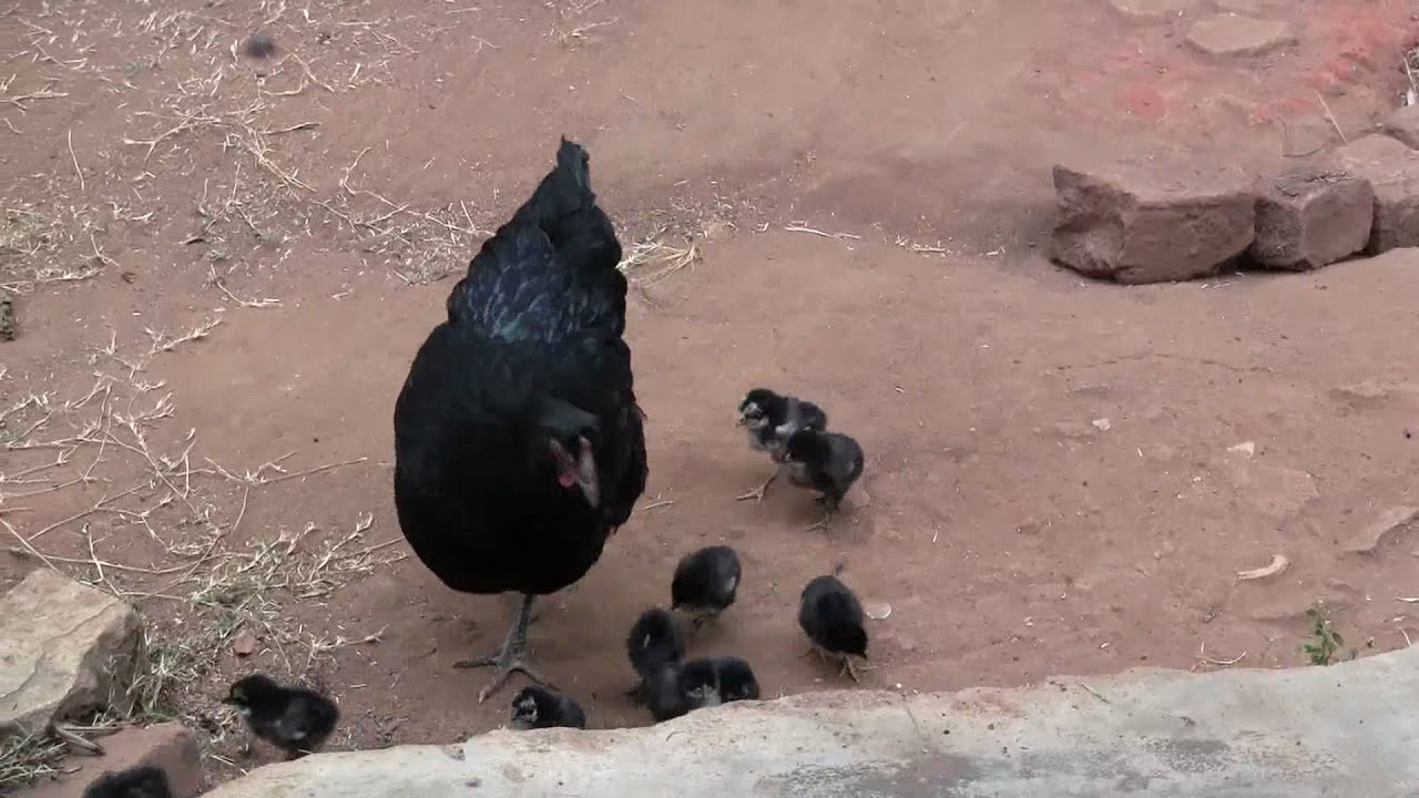Malawi Chicken Family - YouTube