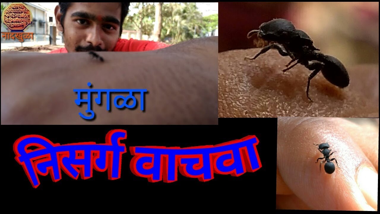 मुंगळा कीटक/Mungla insect-The Big Ant in india/भारत || नैसर्गिक ...