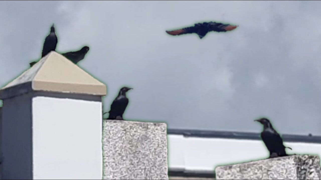 Aggressive Crows Attack Noob Skateboarder! - YouTube