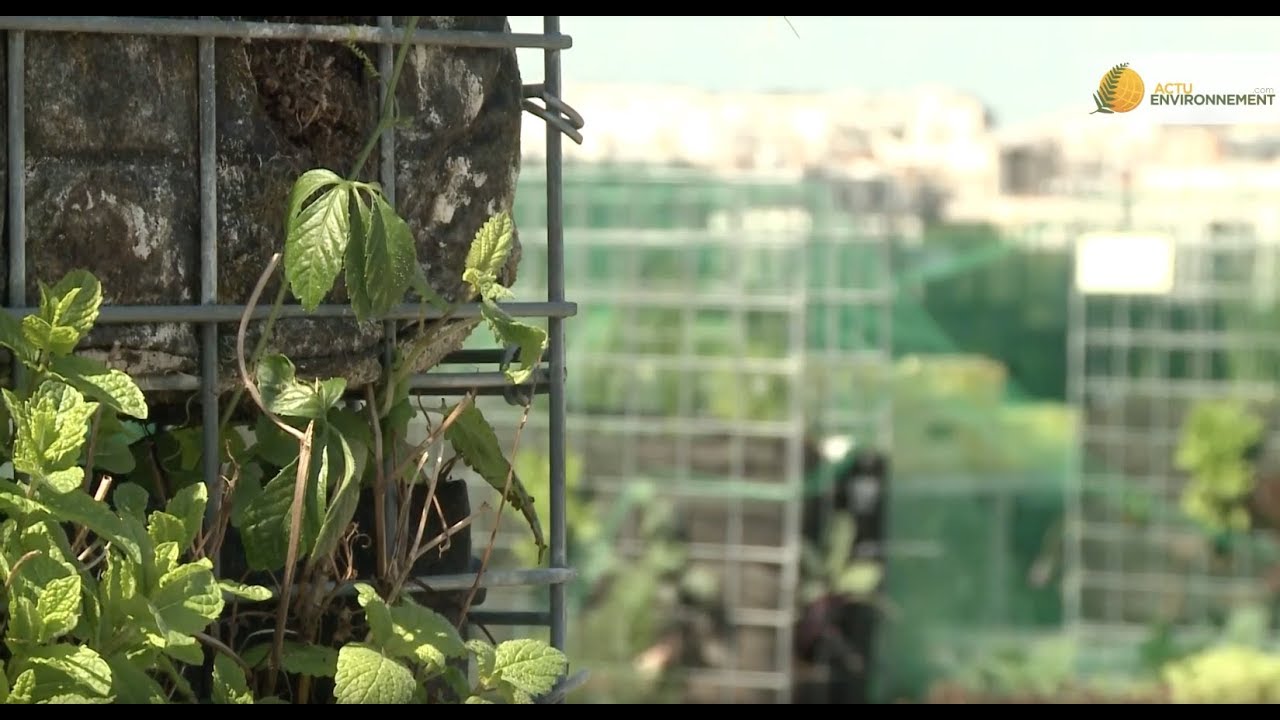 Agriculture urbaine : nouveau potager sur un toit parisien - YouTube