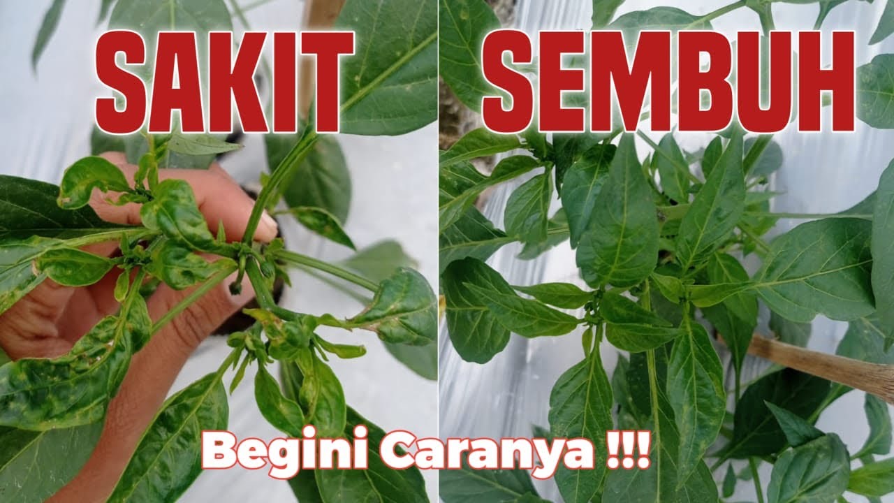 Sempat Pesimis Ternyata Dapat Ramuan Ajaib Untuk Mengatasi Daun