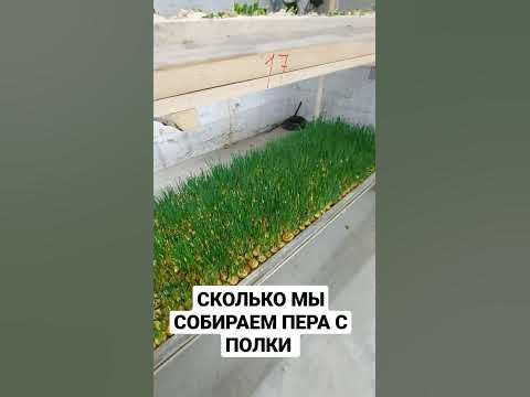 КОЛИЧЕСТВО ЛУКА С ПОЛКИ - YouTube