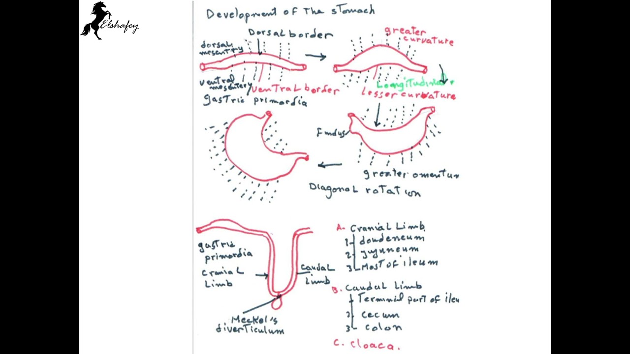 Development Of Digestive System - YouTube