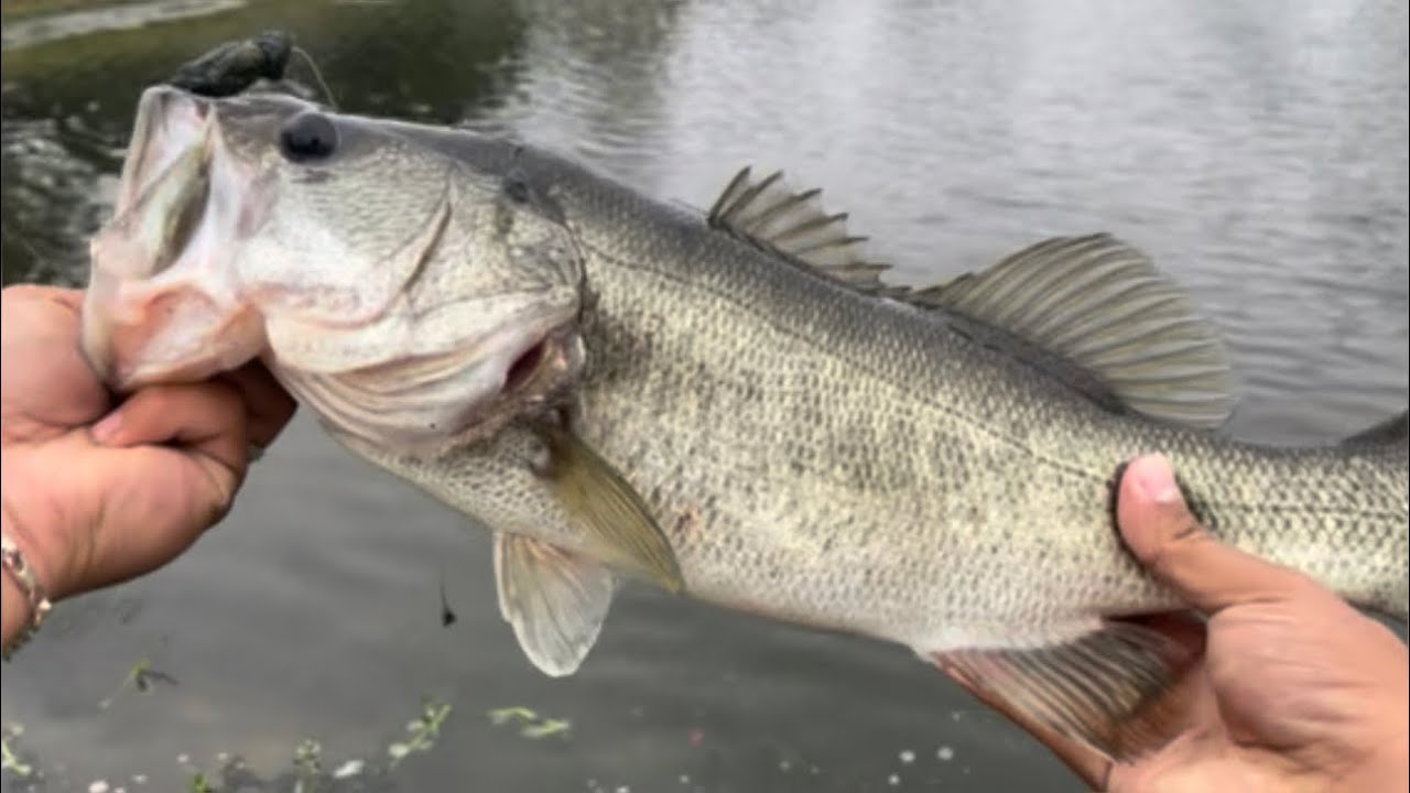 Bass fishing with live Bait !! (Action Packed) - YouTube