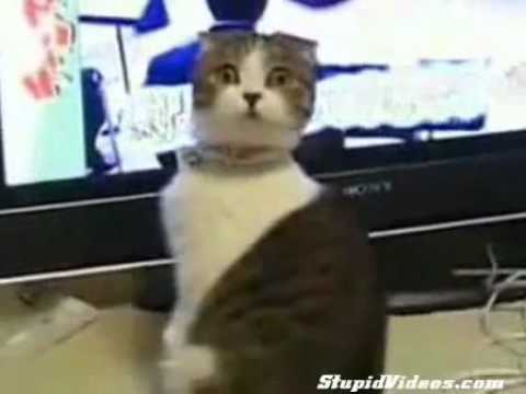 Dramatic Inception Cat - YouTube