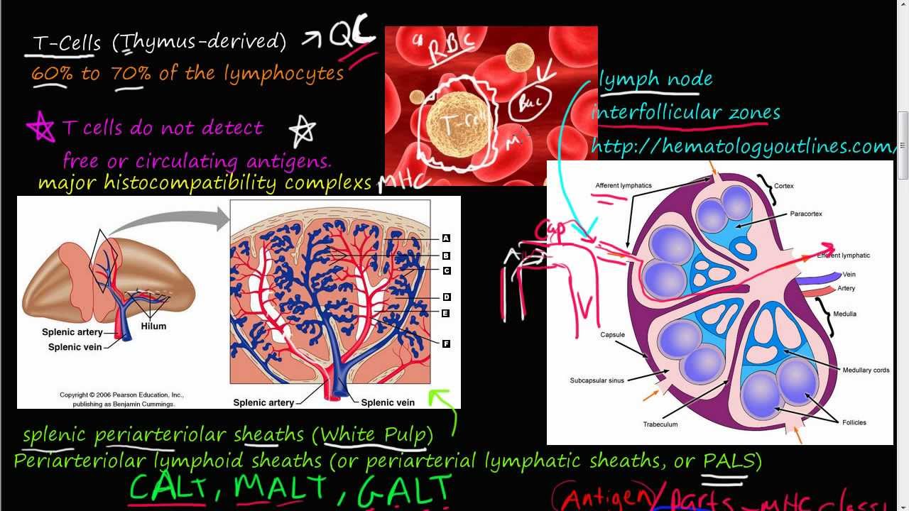 #69P - T-cell (part 1), major histocompatibility complex, T-cell ...