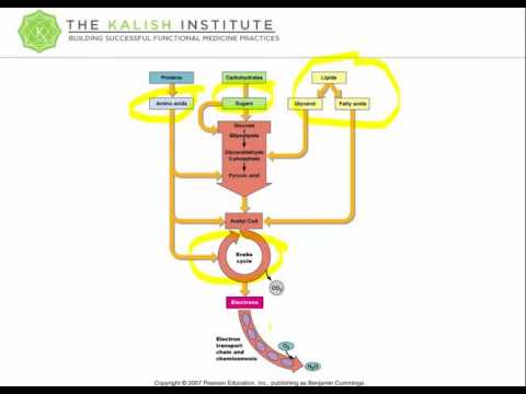 Intro to Organic Acid Testing Part 1 - YouTube