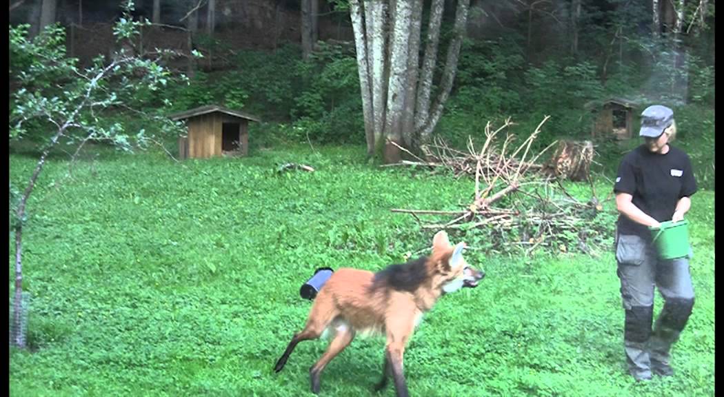 Feeding the Maned wolf - Nordens Ark - YouTube