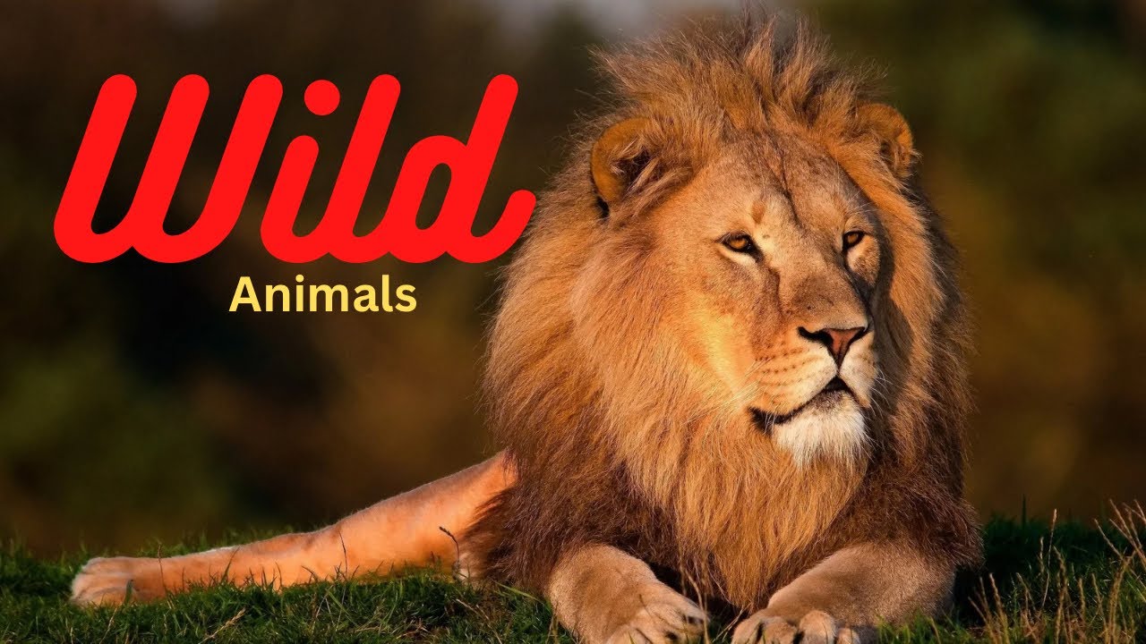 Beware of wild animals in Botswana!!!. Setswana class for beginners ...