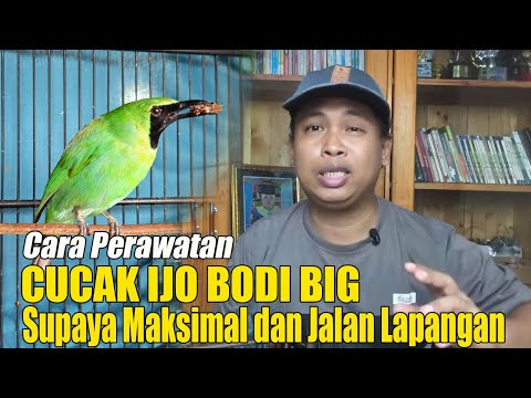 AKHIRNYA TERKUAK...!! BEGINI CARA MERAWAT CUCAK IJO BODI BESAR AGAR GACOR DAN TIDAK ZONK KALAU LOMBA
