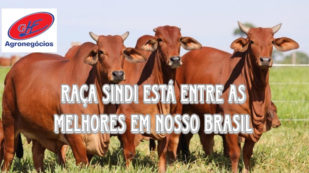 RAÇA SINDI ESTÁ ENTRE AS MELHORES EM NOSSO BRASIL. #brasil ...
