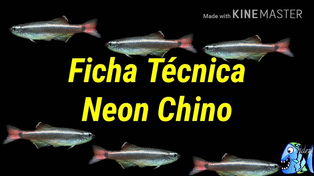 Ficha Técnica Neon Chino (Tanichthys Albonubes) - YouTube