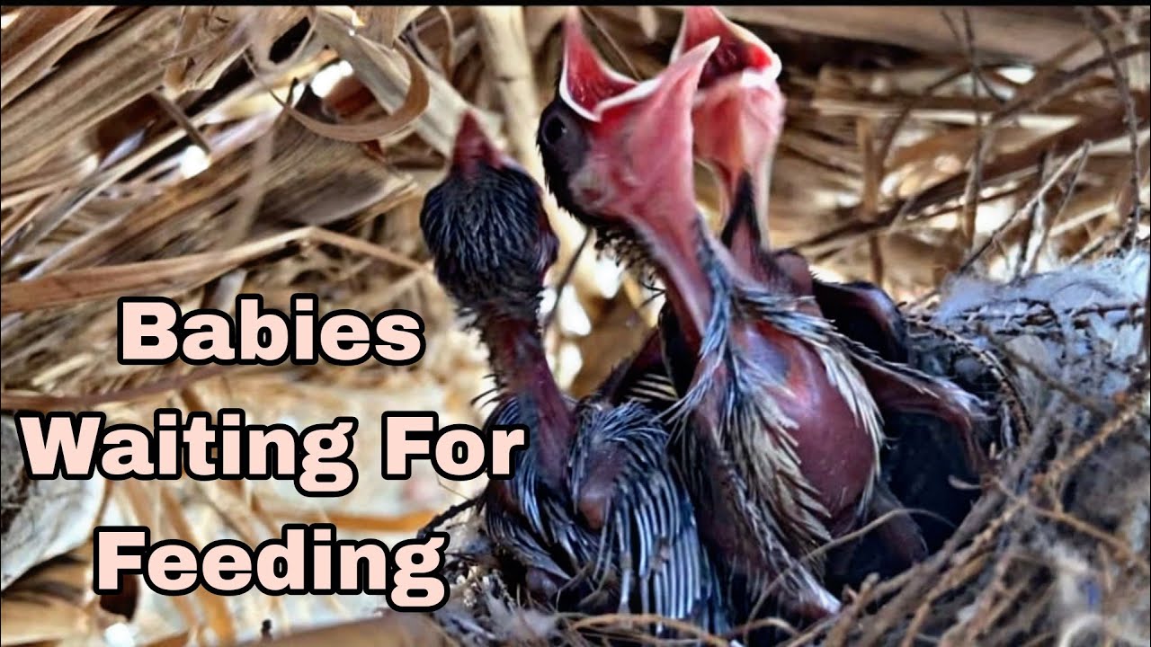 Red vented bulbul babies waiting for feeding | Red vented bulbul babys ...