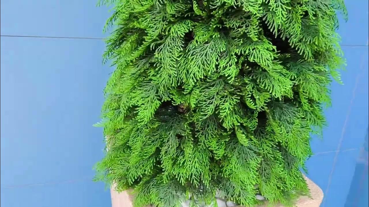 Искусственные туи для техникума им. Александра Яковлева - YouTube