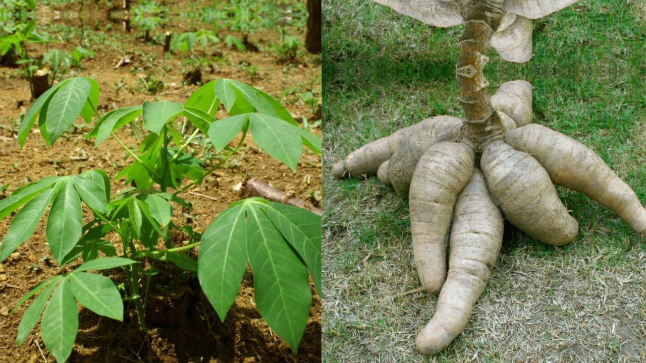 How to Plant Cassava / Cassava (Effective Method of Planting Cassava ...