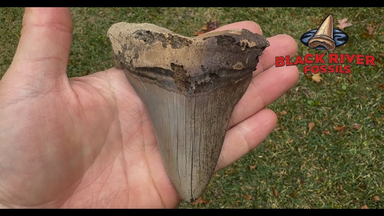 River Diving for Giant Prehistoric Shark Teeth - YouTube
