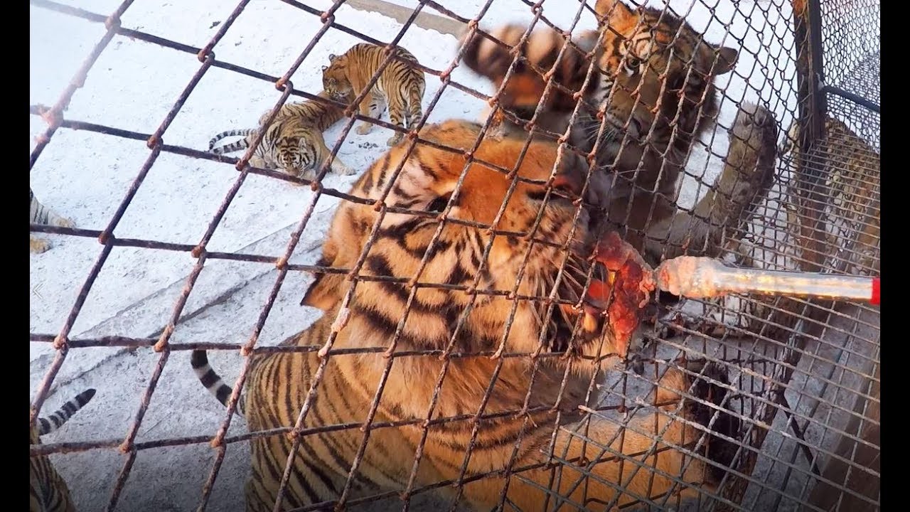 Feeding Siberian Tigers at Harbin Tiger Park (China) - YouTube