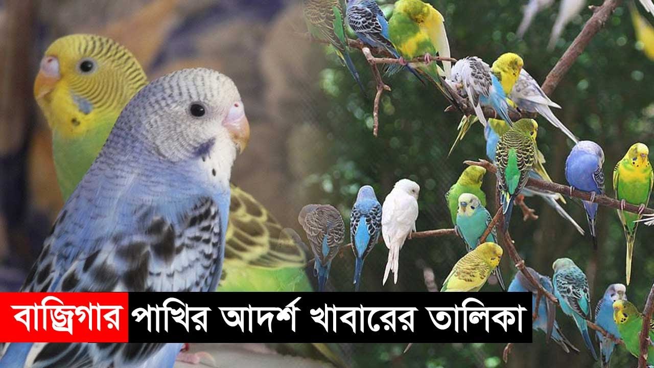 বাজ্রিগার পাখির জন্য আদর্শ খাবারের তালিকা ও পরিমাণ #budgies #bajrigar # ...