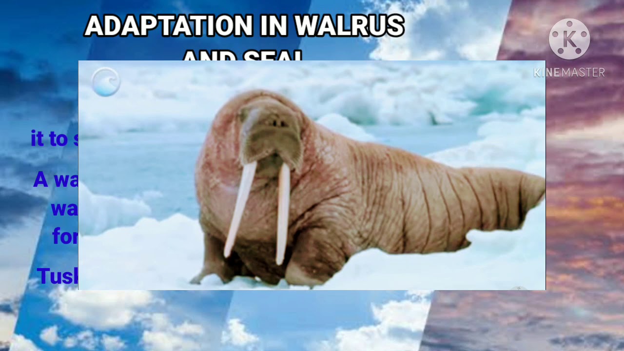 Weather Climate And Adaptation Part 4 YouTube weather-climate-and-adaptation-part-4-youtube