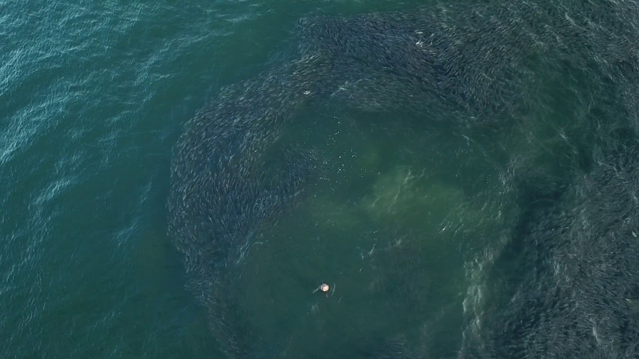 scotts aerial shots at lewis bay seals 3 - YouTube