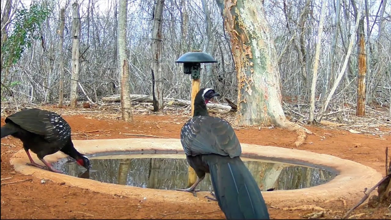 OS JACUS VOLTARAM PARA BEBER ÁGUA... - YouTube