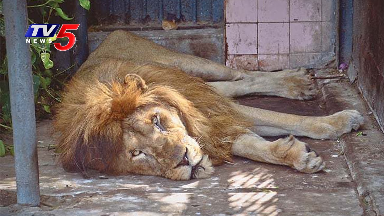 Lion Dead in Sri Venkateswara Zoological Park | Tirupati |TV5 News ...