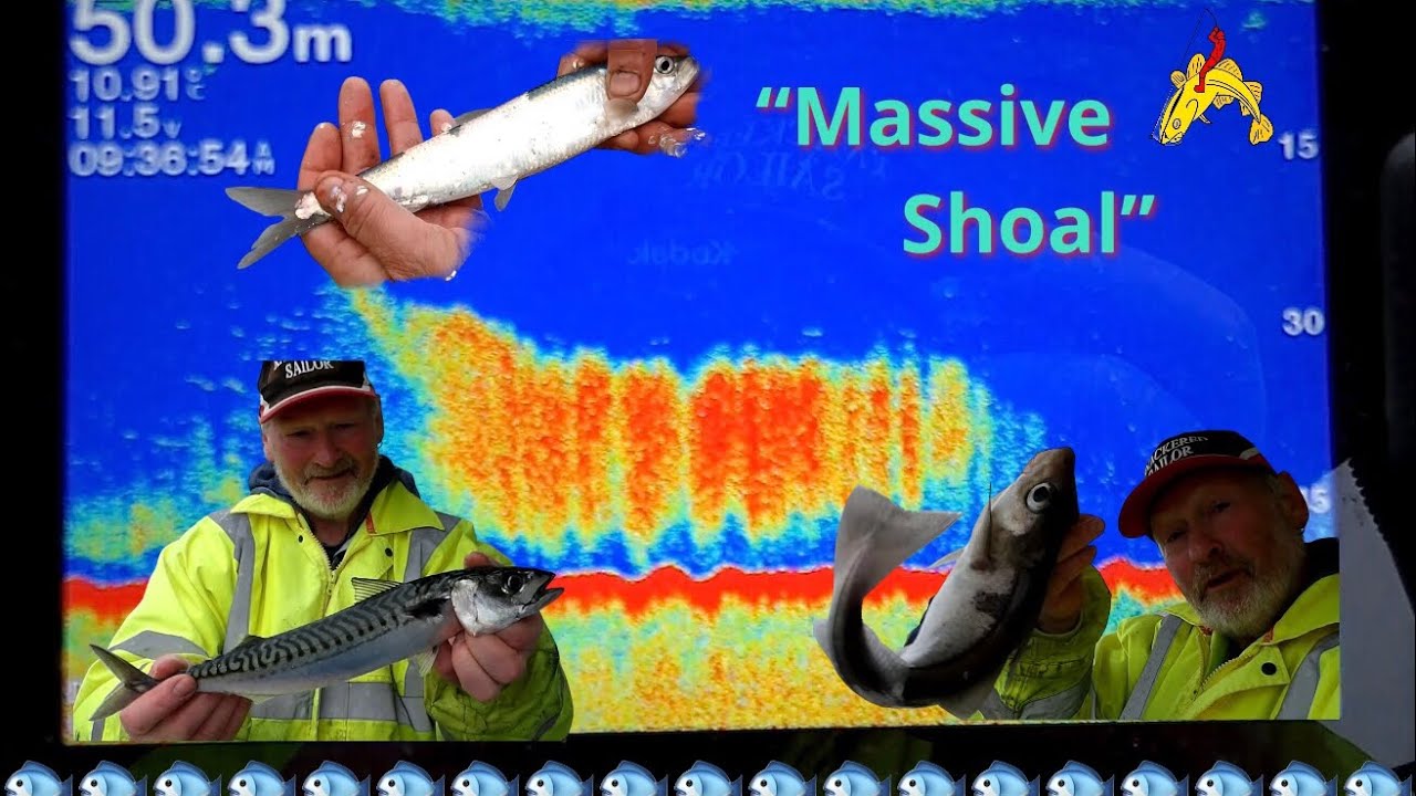 “Massive Shoal” what is it? Lets find out 🎣 Boat Fishing North Sea 🐟🐟 ...