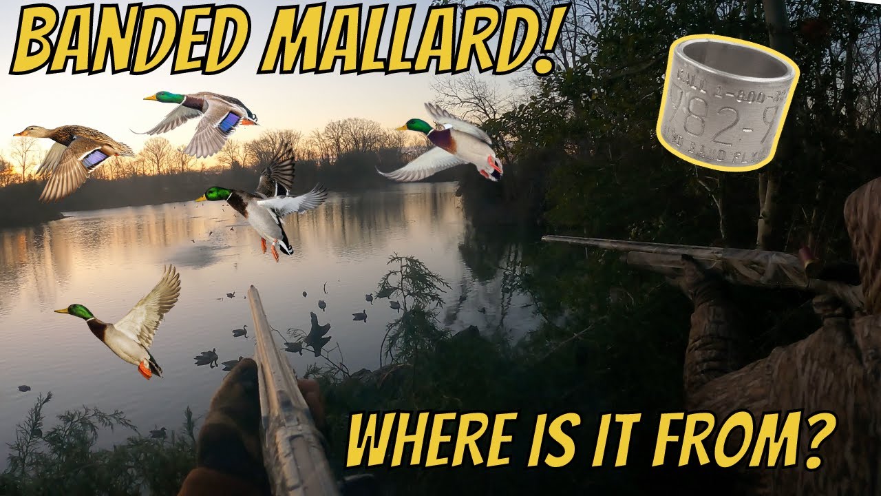 We Shot a BANDED MALLARD! | Duck Hunting 2022 - YouTube